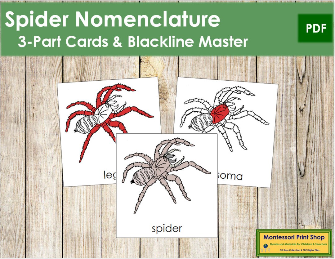 Parts of a Spider Nomenclature 3-part Cards RED Montessori - Etsy