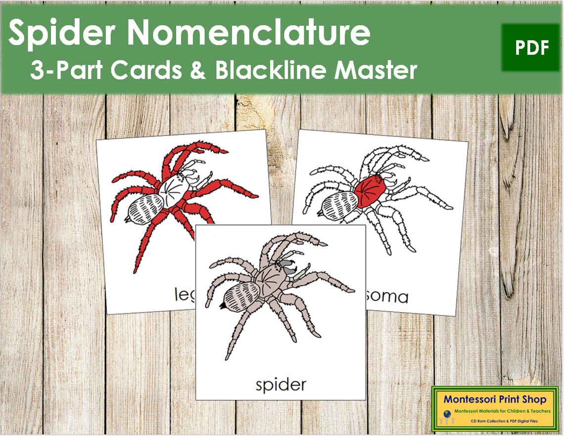 Parts of a Spider Nomenclature 3-part Cards RED Montessori - Etsy