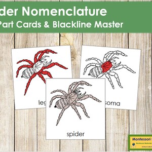 Parts of a Spider Nomenclature 3-part Cards RED Montessori - Etsy