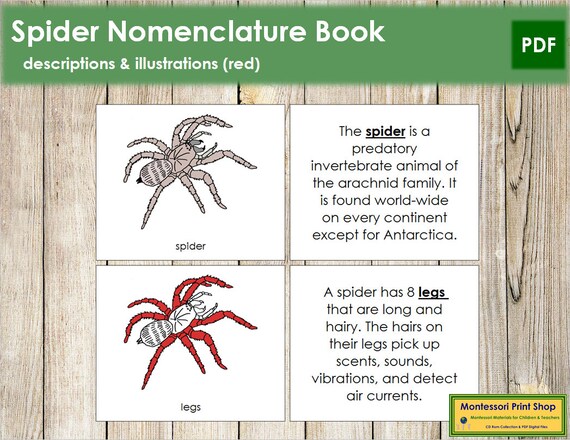 Parts of a Spider Nomenclature Book RED Montessori Zoology | Etsy Canada