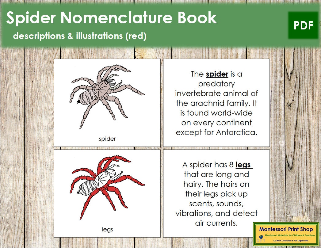 Parts of a Spider Nomenclature Book RED Montessori Zoology | Etsy Canada
