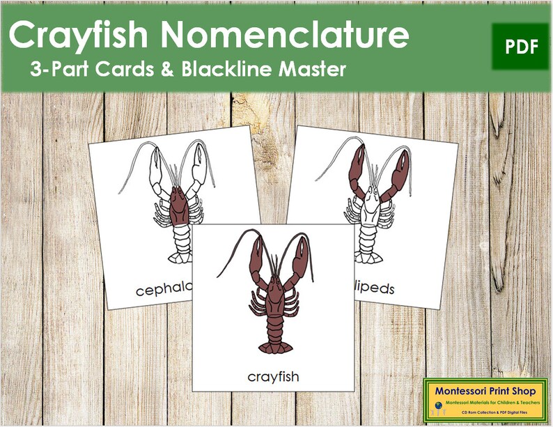 Parts of a Crayfish Nomenclature 3-part Cards Montessori - Etsy
