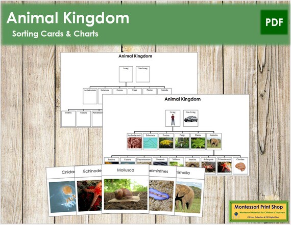 Animal Kingdom Charts & Cards Montessori Zoology Printable - Etsy
