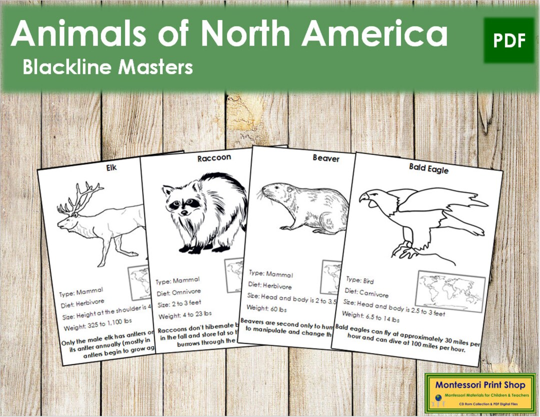 Animals of North America Facts & Picture Cards blackline - Etsy