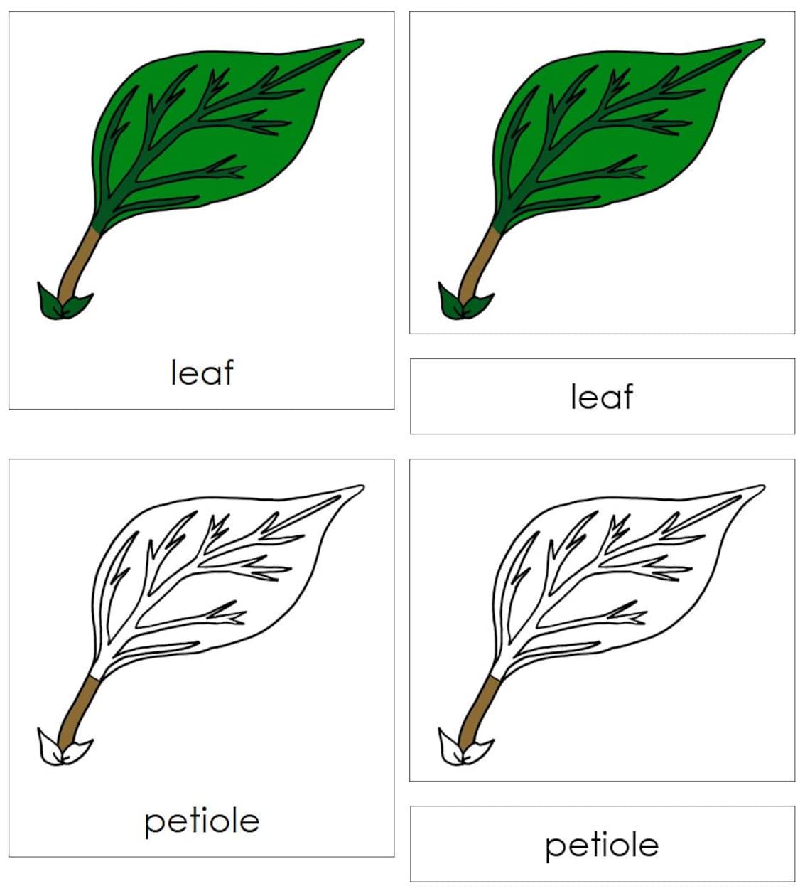 Parts of a Leaf Nomenclature 3-part Cards & Blackline Master ...