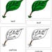 Parts of a Leaf Nomenclature 3-part Cards & Blackline Master ...