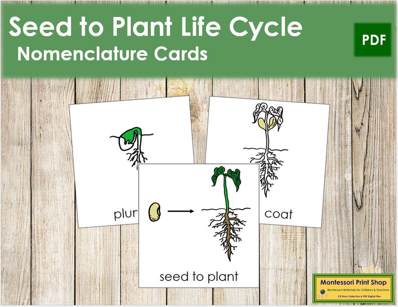 Seed to Plant Life Cycle Nomenclature 3-part Cards - Etsy
