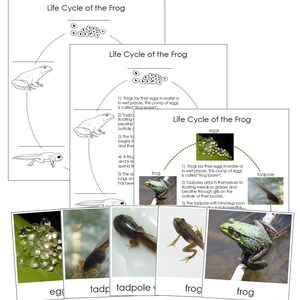 The Frog Life Cycle 3-part Cards & Charts - Montessori Nomenclature ...