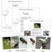 The Frog Life Cycle 3-part Cards & Charts Montessori Nomenclature ...