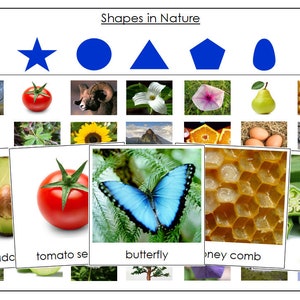 Shapes in Nature Sorting Cards & Chart - Montessori Geometry (digital ...