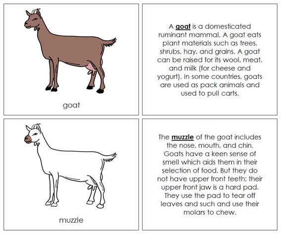Goat Mouth Anatomy