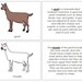 Parts of a Goat Nomenclature Book - Montessori Zoology (digital ...