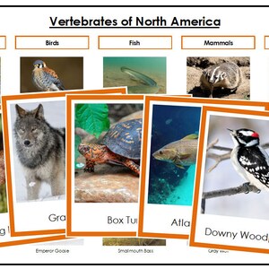 Vertebrates of the Continents Sorting (color-coded) - Montessori ...