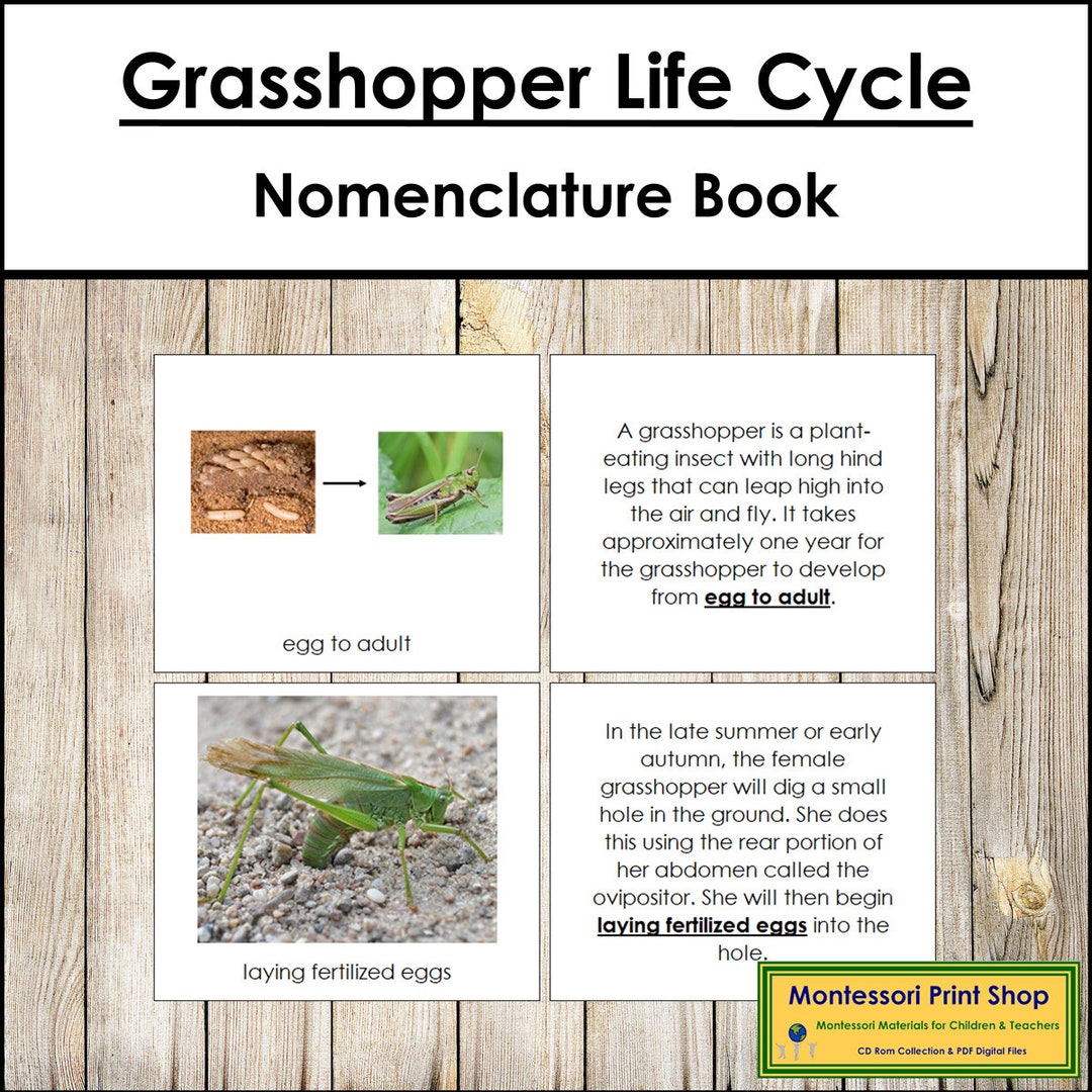 The Grasshopper Life Cycle Book - Montessori Nomenclature - Printable ...