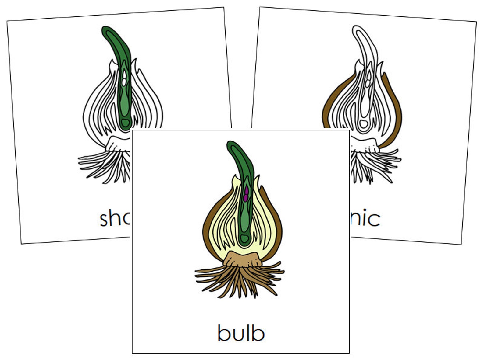 Parts of a Bulb Nomenclature 3-part Cards & Blackline Master ...