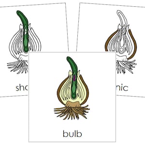 Parts of a Bulb Nomenclature 3-part Cards & Blackline Master ...