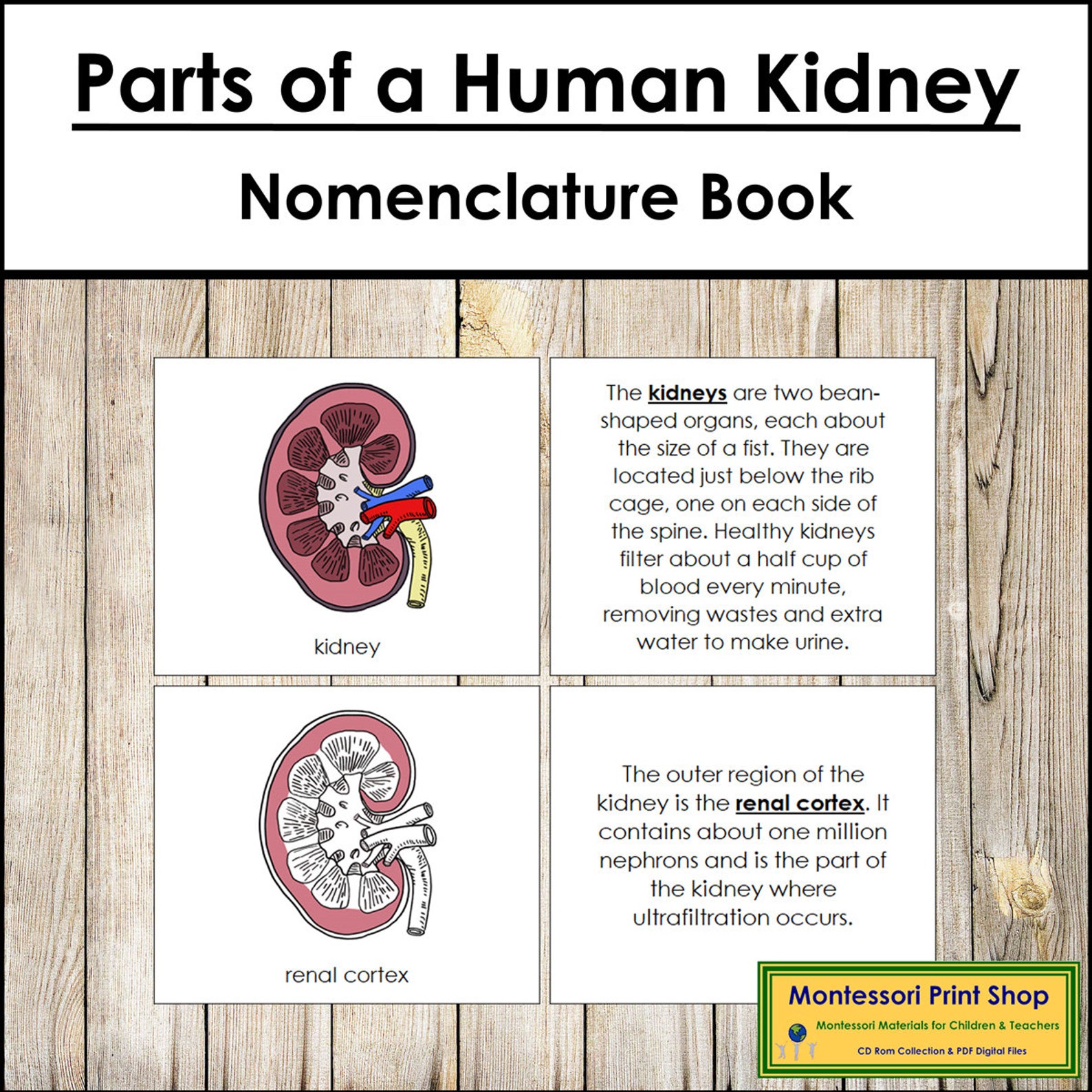 Parts of a Kidney Nomenclature Book - Montessori Science (digital ...