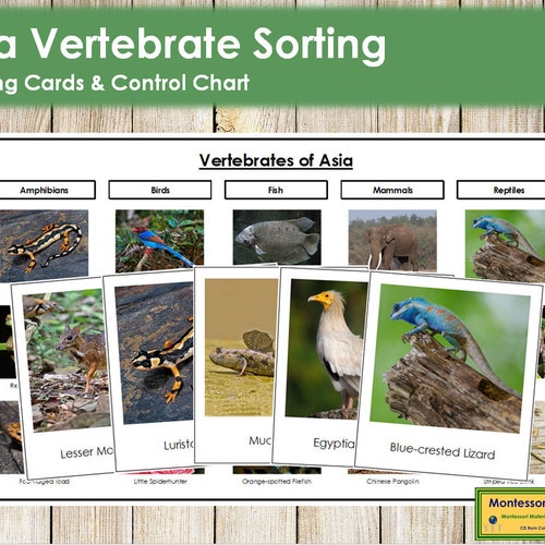 Classes of Vertebrates Sorting Cards & Control Chart Zoology - Etsy