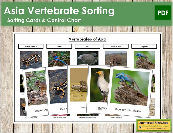 Asia Vertebrate Sorting Cards & Control Chart Montessori | Etsy