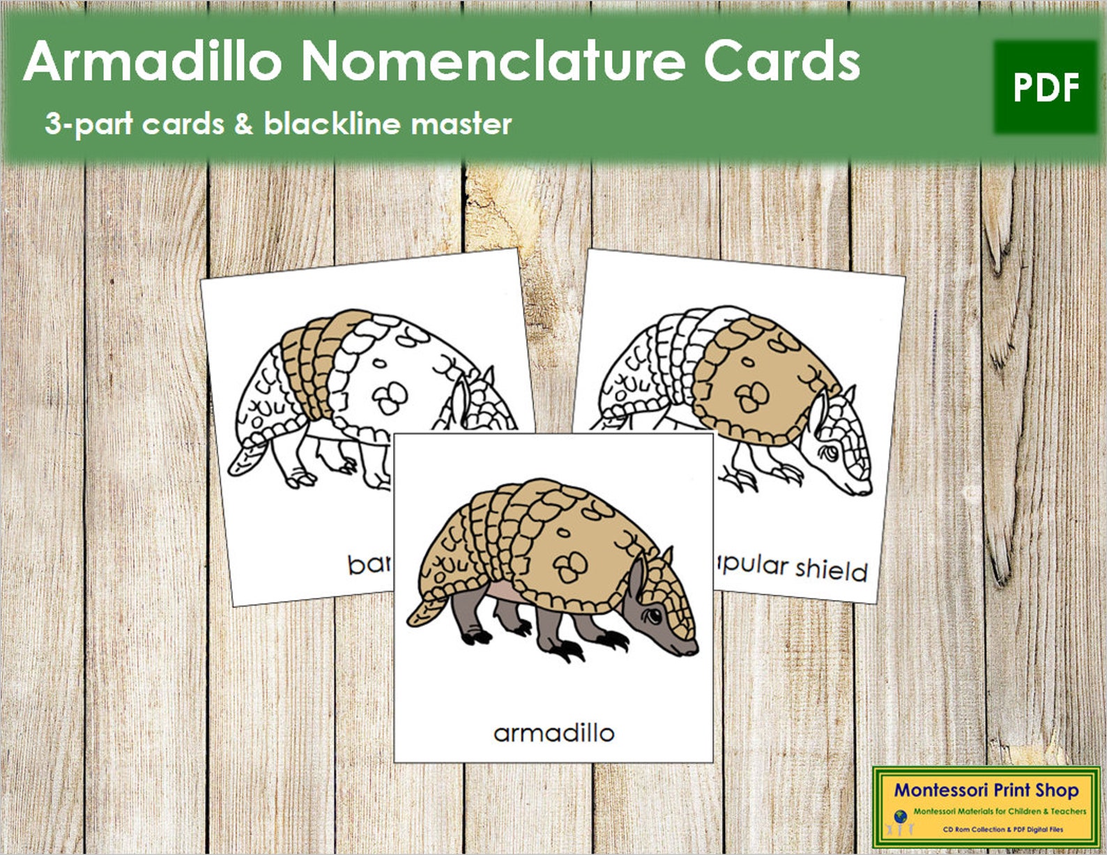 Parts of an Armadillo Nomenclature 3-Part Cards Montessori | Etsy