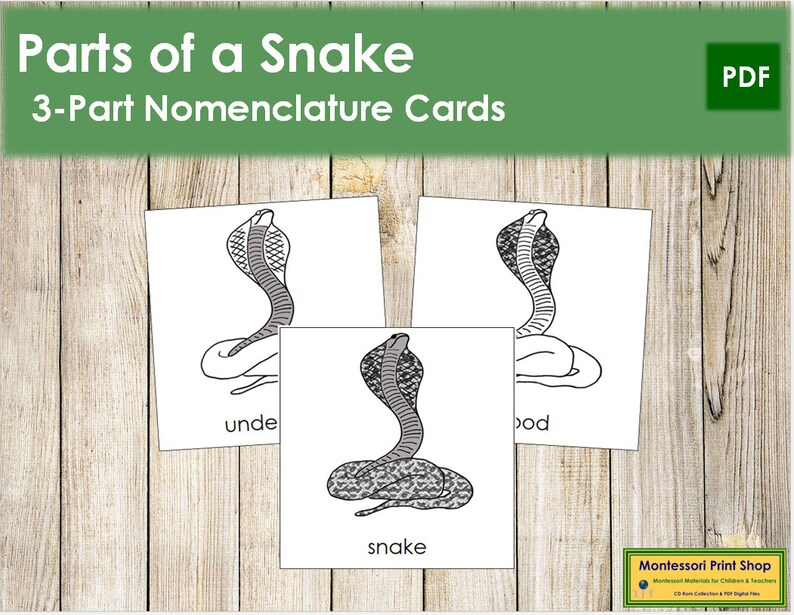 Parts of a Snake Nomenclature 3-part Cards Montessori - Etsy Canada