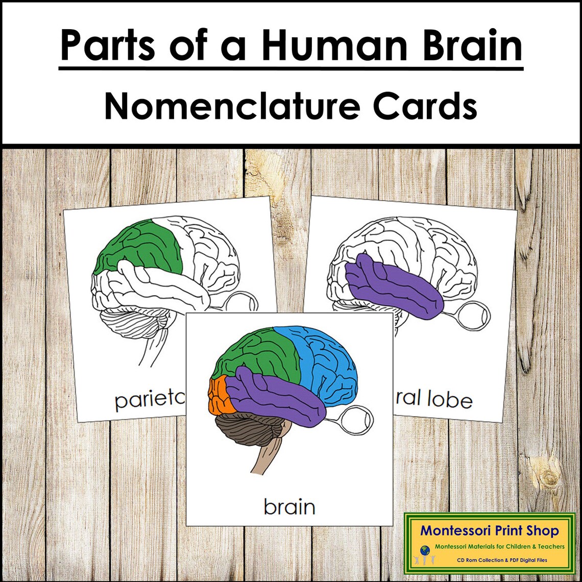 Parts of a Human Brain Nomenclature 3-part Cards & Blackline Master ...
