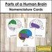 Parts of a Human Brain Nomenclature 3-part Cards - Science - Printable ...