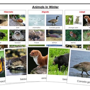 Animals in Winter Sorting Cards & Chart [migrate, Hibernate, Adapt ...