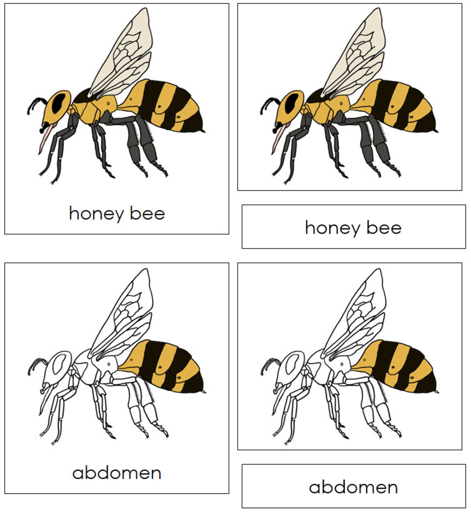 Parts of a Honey Bee Nomenclature 3-part Cards & Blackline Master ...