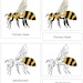 Parts of a Honey Bee Nomenclature 3-part Cards - Montessori Zoology ...