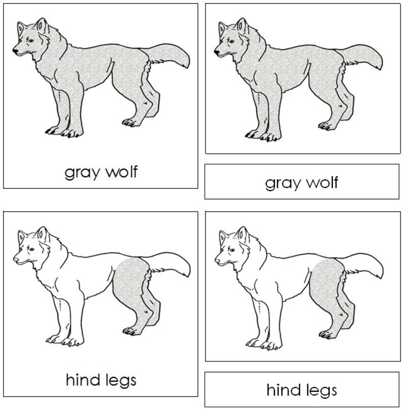 Parts of a Gray Wolf Nomenclature 3-Part Cards Montessori | Etsy