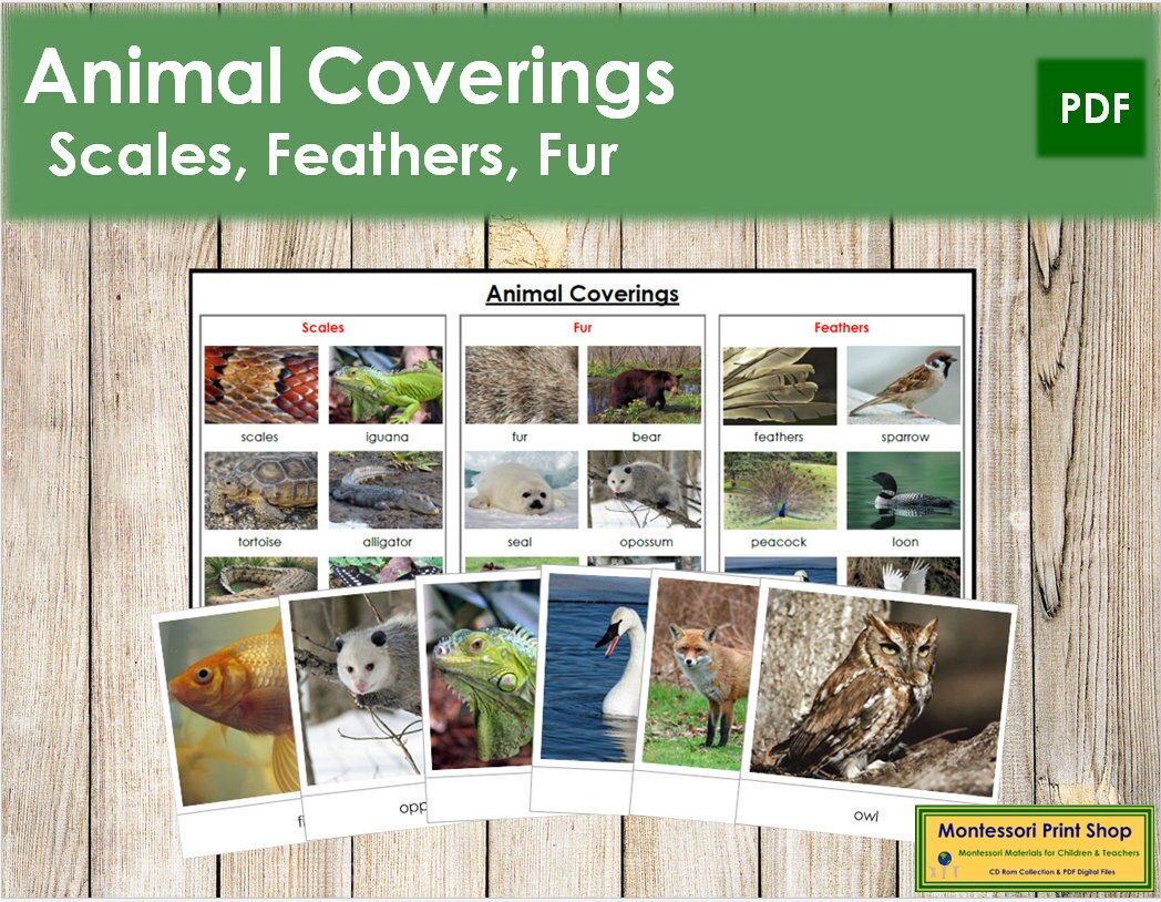 Fur Feather and Scales Montessori - Etsy