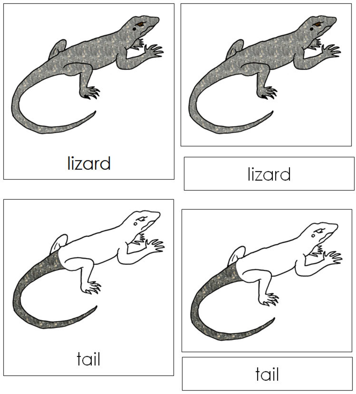 Parts of A Lizard Nomenclature 3-Part Cards Montessori | Etsy