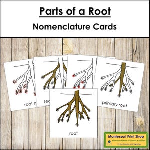 Parts of a Root Nomenclature 3-part Cards & Blackline Master ...