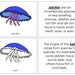 Parts of a Jellyfish Nomenclature Book - Montessori Zoology (digital ...
