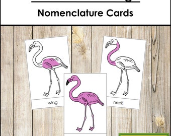 Parts of a Flamingo Summer Activity Three Part Cards Montessori ...