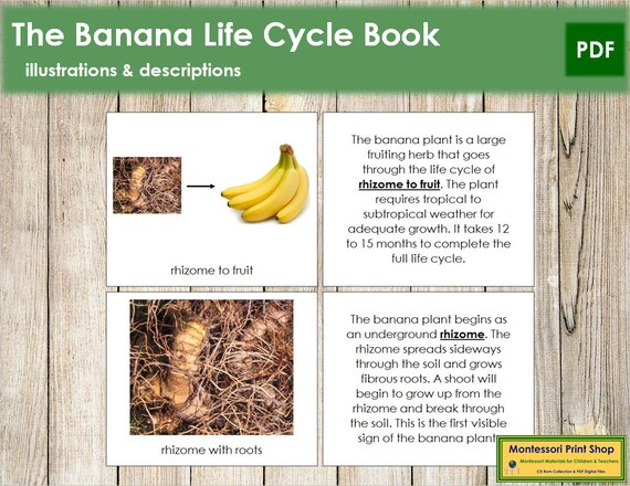 The Banana Life Cycle Book Montessori Nomenclature | Etsy