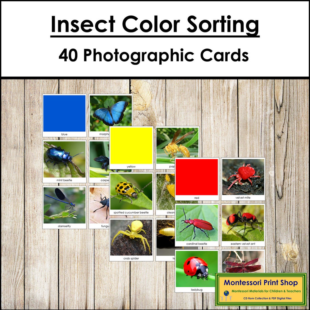 Insect Color Sorting Cards - Montessori Sensorial Activity (digital ...