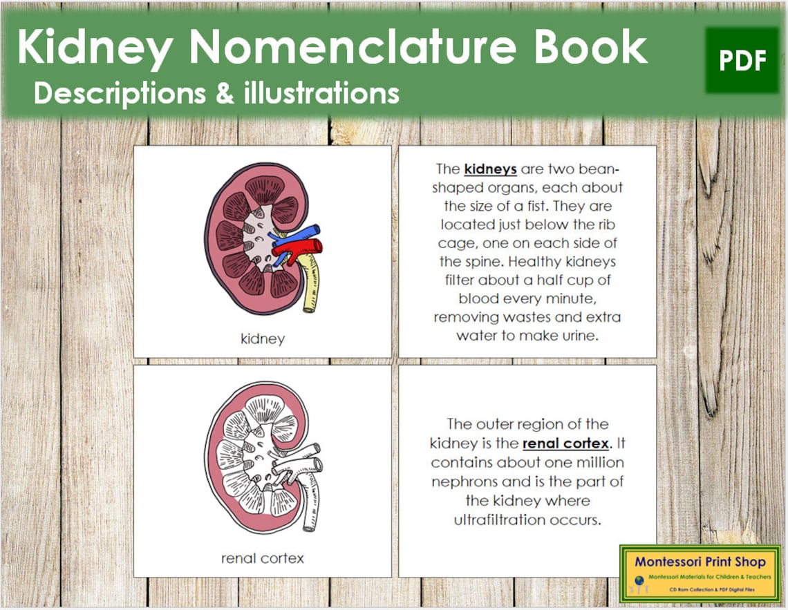 Parts of a Kidney Nomenclature Book Science Printable - Etsy