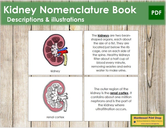 Parts of a Kidney Nomenclature Book Science Printable - Etsy