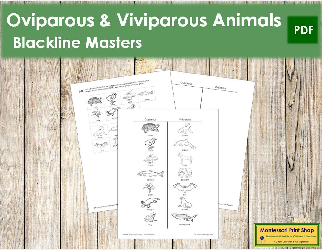 Oviparous and Viviparous Animals Blackline Masters Zoology - Etsy
