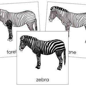 Parts of a Zebra Nomenclature 3-part Cards - Zoology - Printable ...