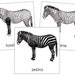 Parts of a Zebra Nomenclature 3-part Cards Zoology Printable Montessori ...