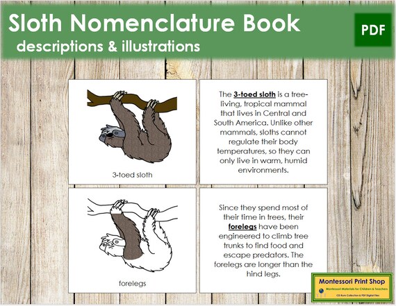 Parts of a Sloth Nomenclature Book Zoology Printable - Etsy