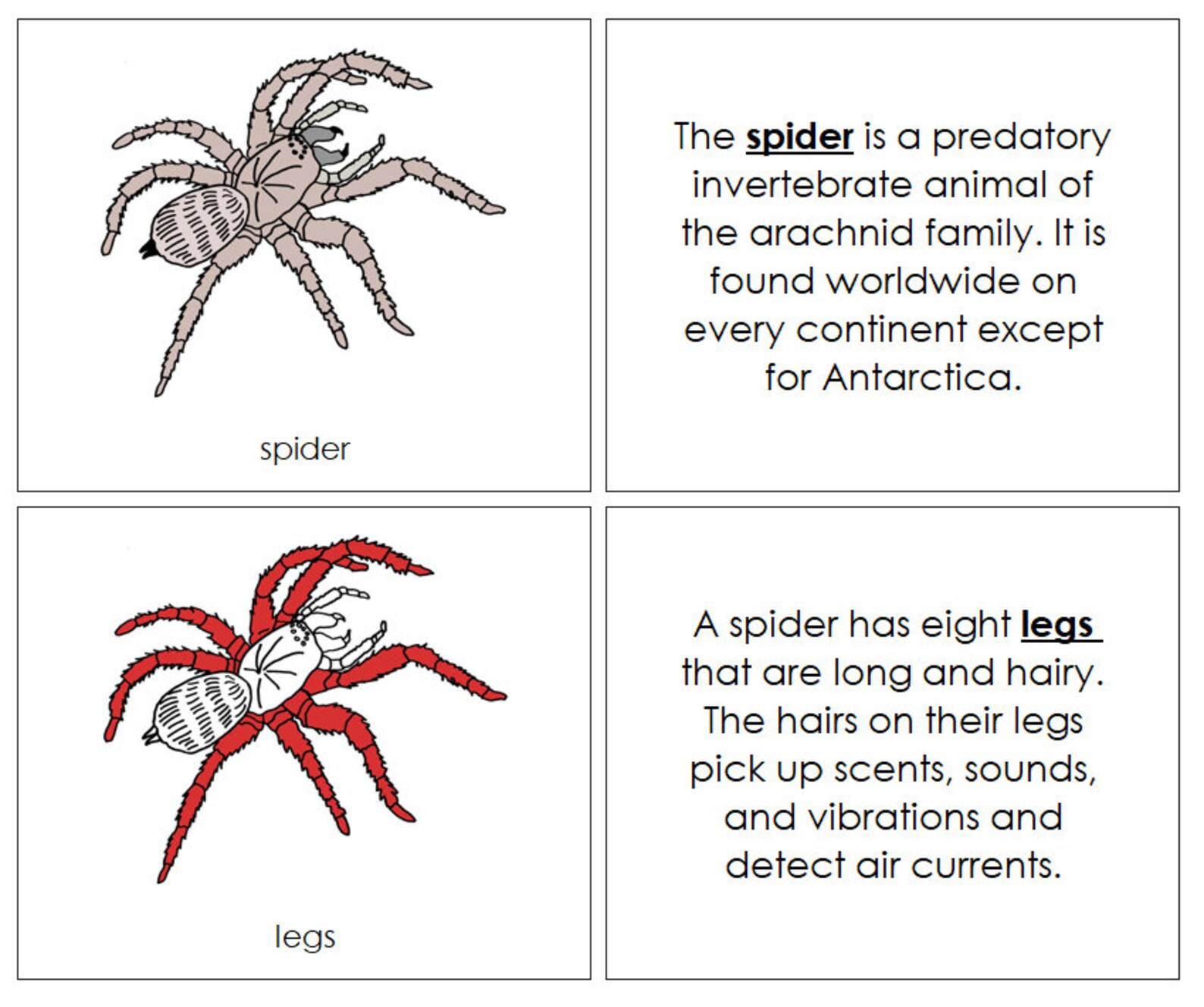 Parts of a Spider Nomenclature Book RED Montessori Zoology - Etsy