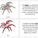 Parts of a Spider Nomenclature Book RED Montessori Zoology Printable ...