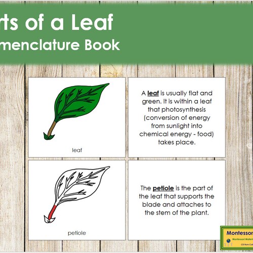 Parts of a Bean Seed Nomenclature Book Montessori Botany - Etsy