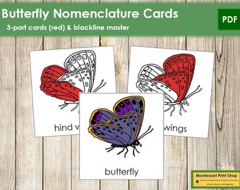 Parts of a Spider Nomenclature 3-part Cards RED Montessori | Etsy