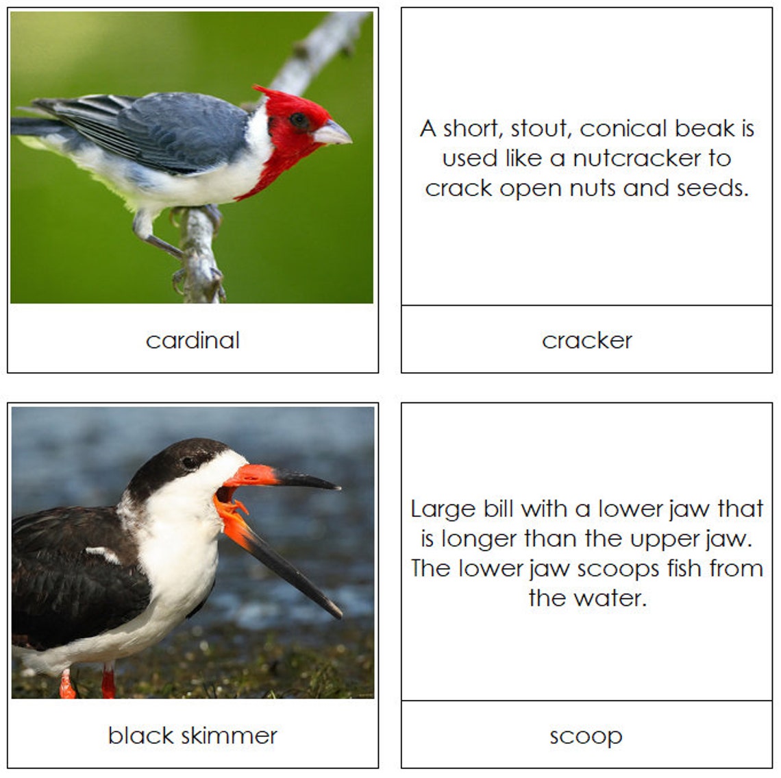 Birds and Their Beaks Information Sorting Cards & Control - Etsy