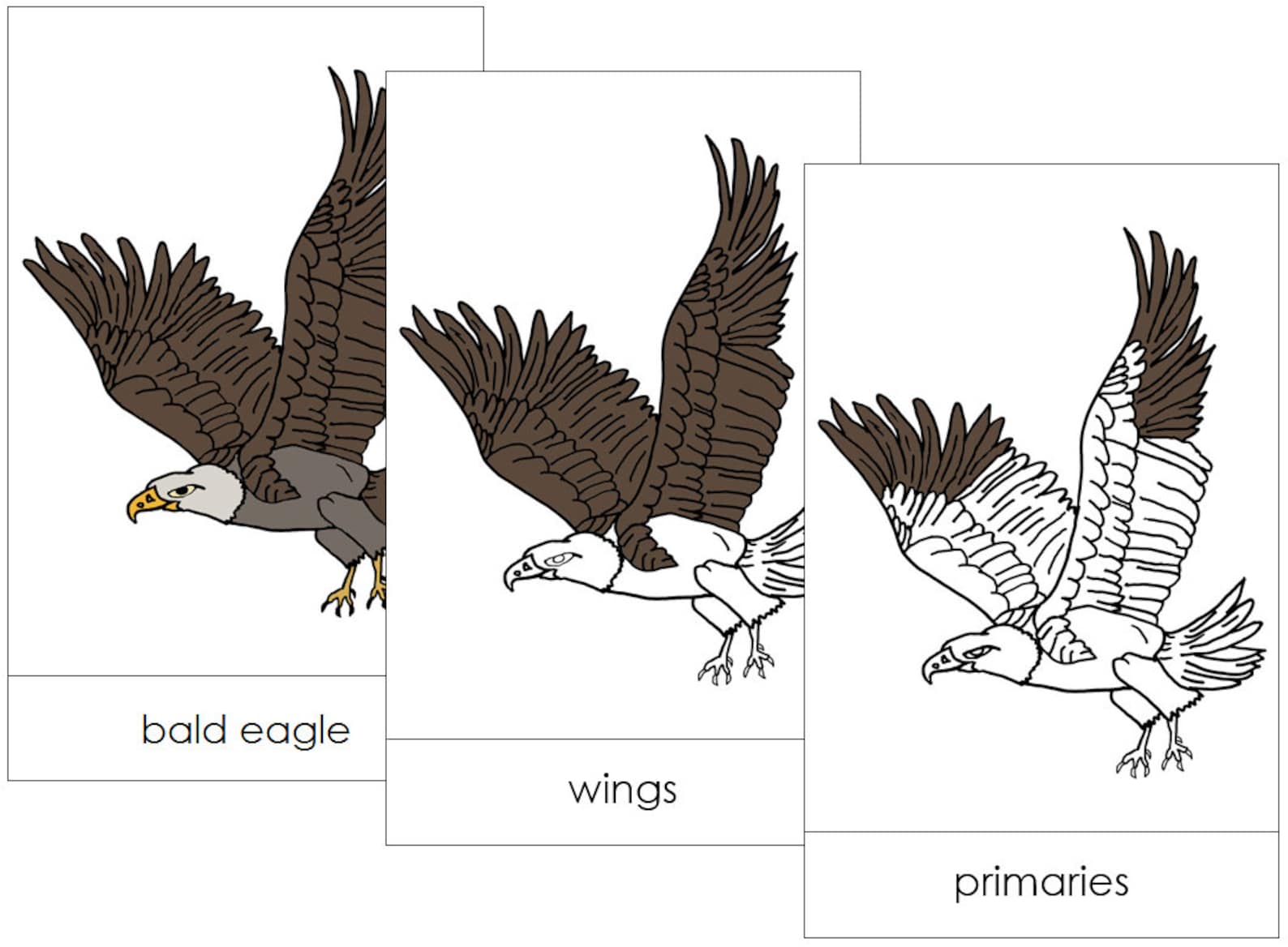Parts of a Bald Eagle Nomenclature 3-part Cards Montessori | Etsy